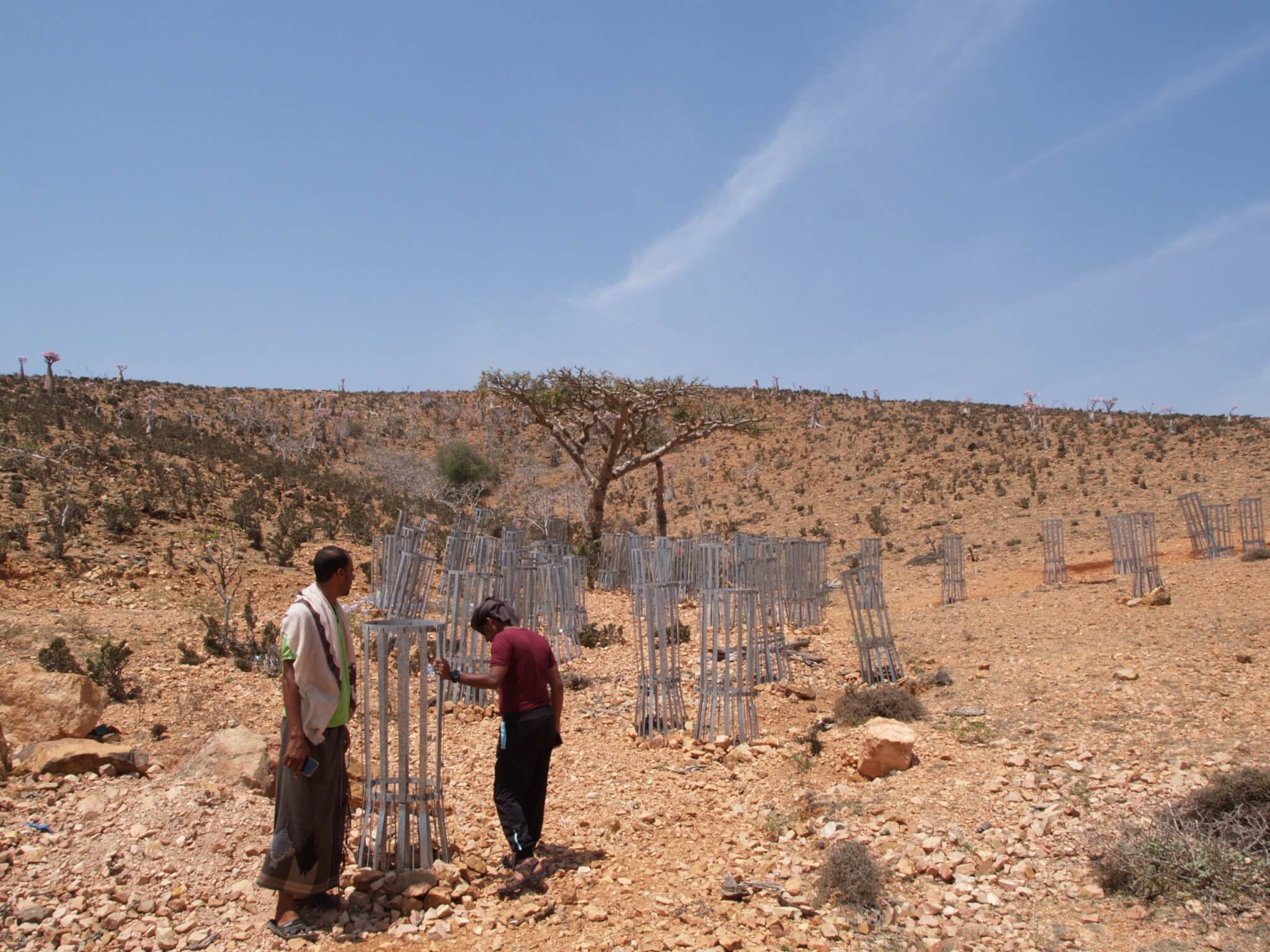 Kadidlovníky na Sokotře díky vědcům z MENDELU zažívají lepší časy ...