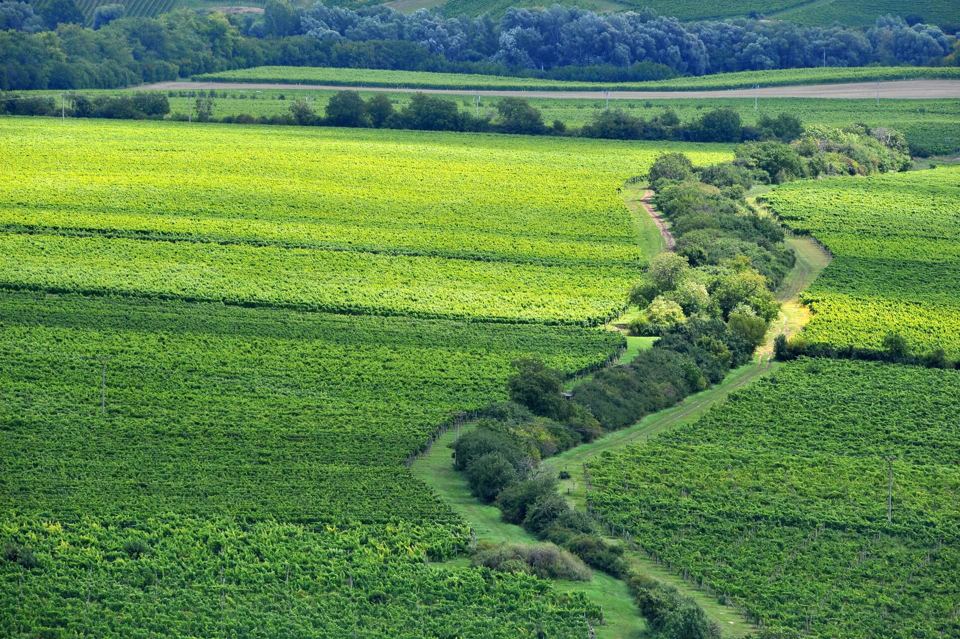 MENDELU participates in an international project to support ...