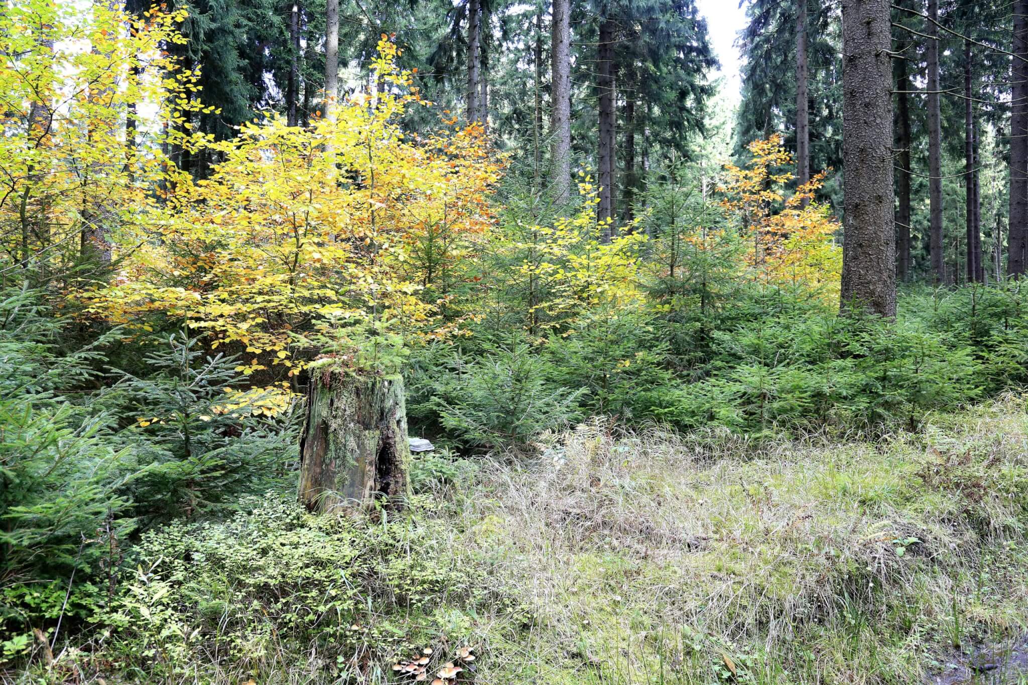 LDF MENDELU becomes a centre for forest ecosystem research thanks to ...