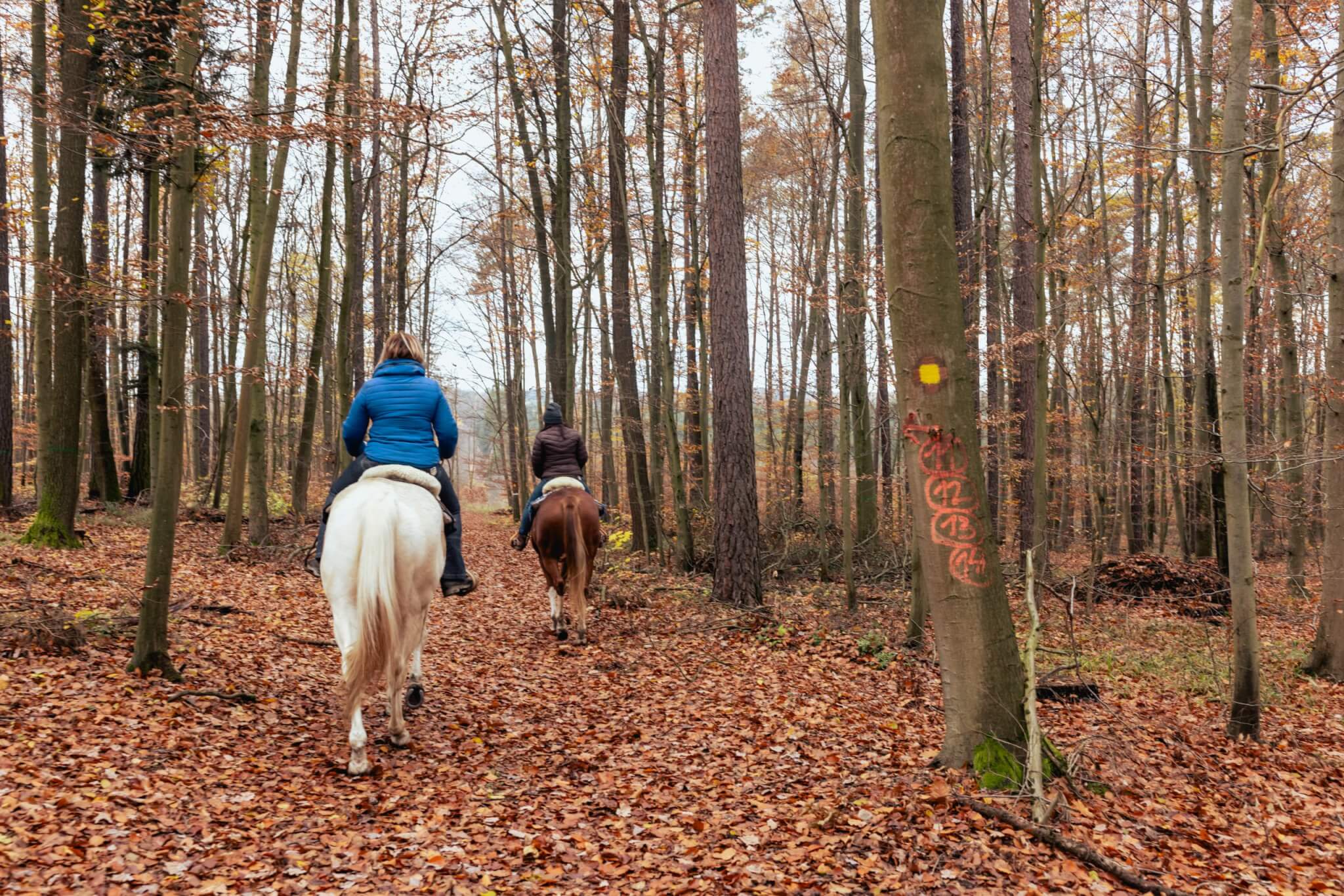Barevné čtverce na stromech nově označují v lesích ŠLP Křtiny hipotrasy ...