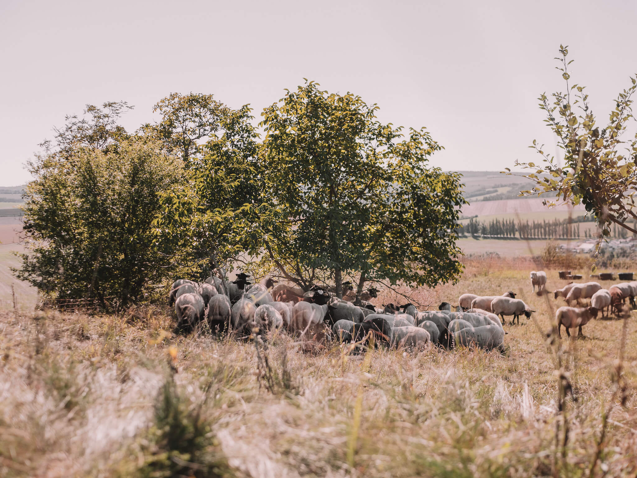 World experts address current challenges of agroforestry at MENDELU ...