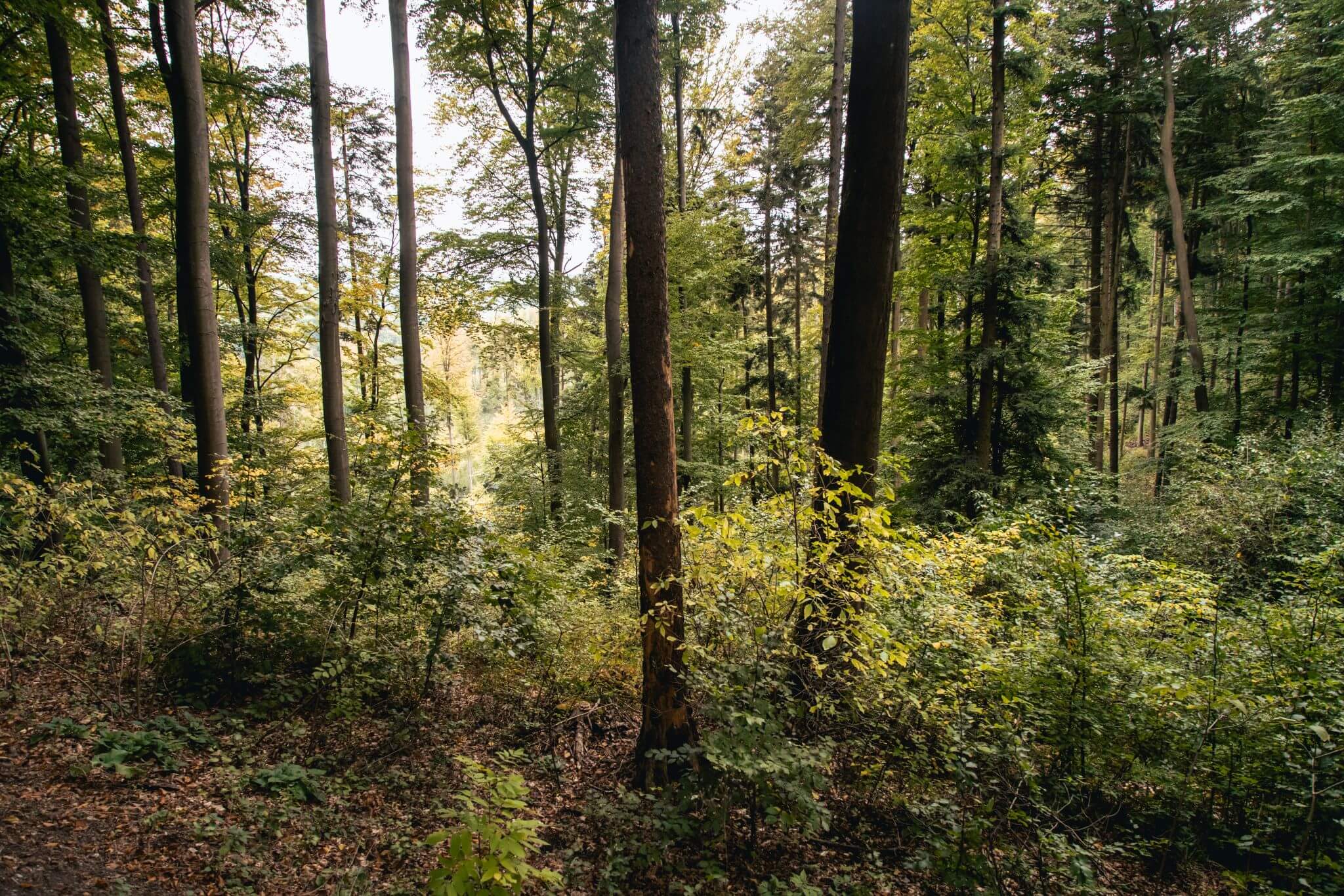 Belowground phenology: links to whole-tree carbon allocation and ...