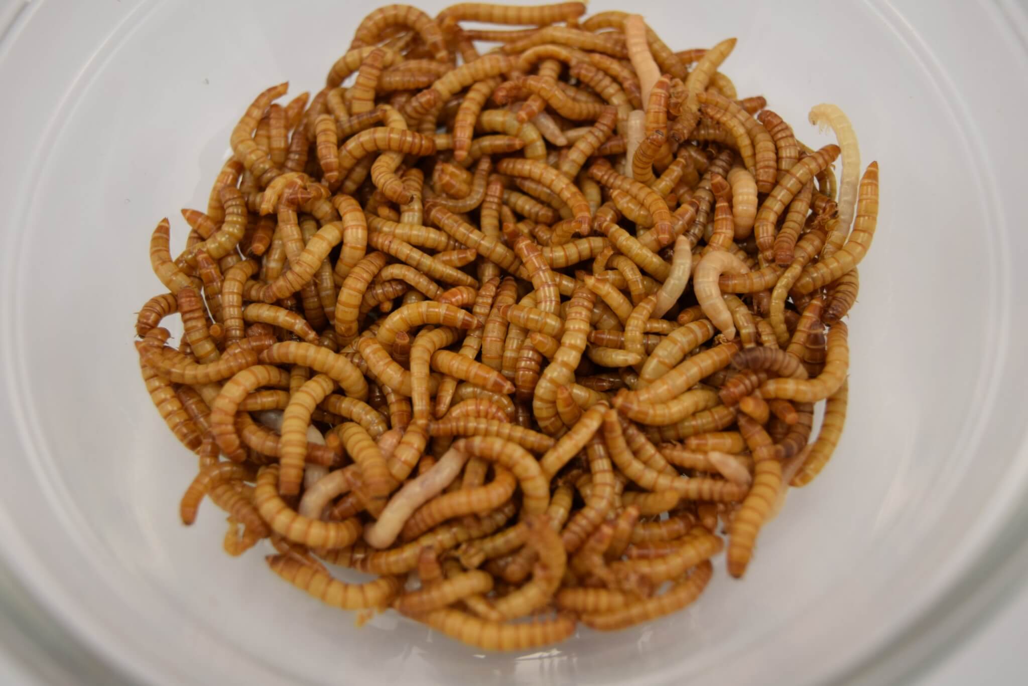 The addition of insects can improve the nutritional value of meat ...