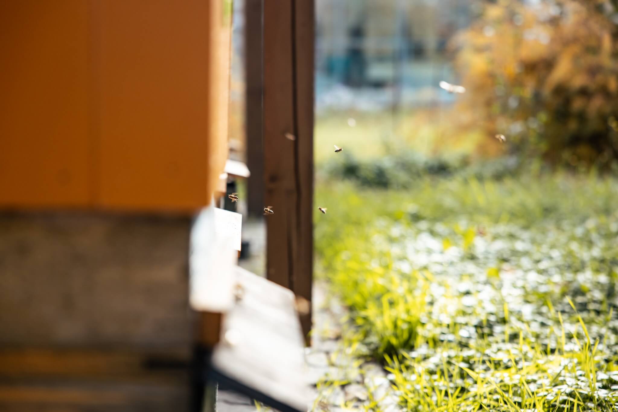 Scientists have created a unique genetic database that could aid in bee ...