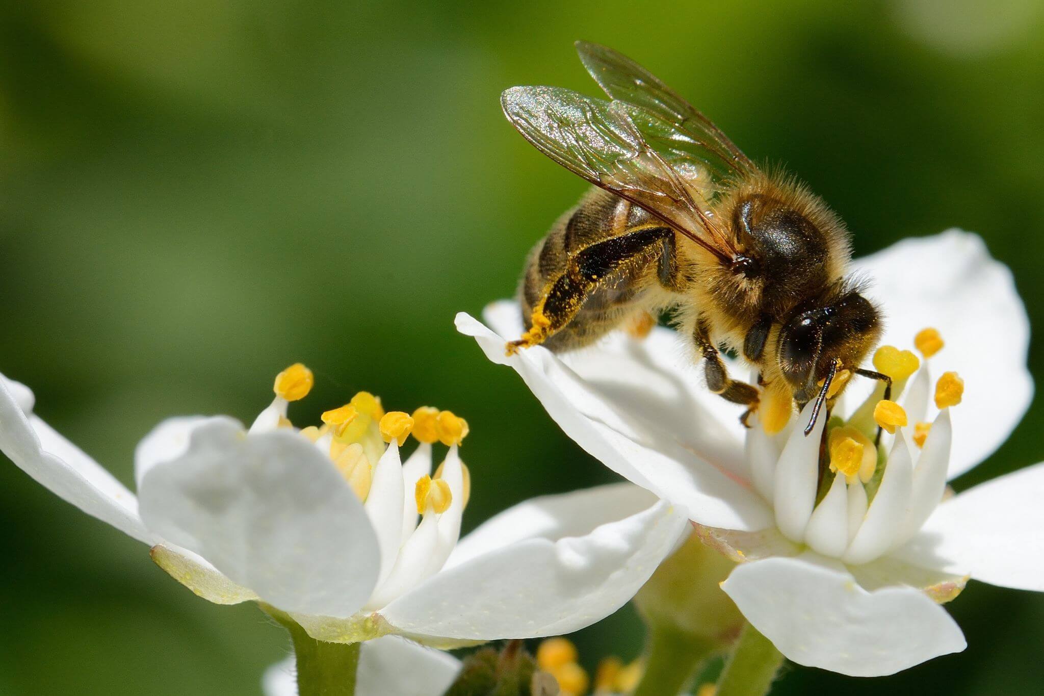 Biodiverzita a její podpora okolo lidských sídel - MENDELU