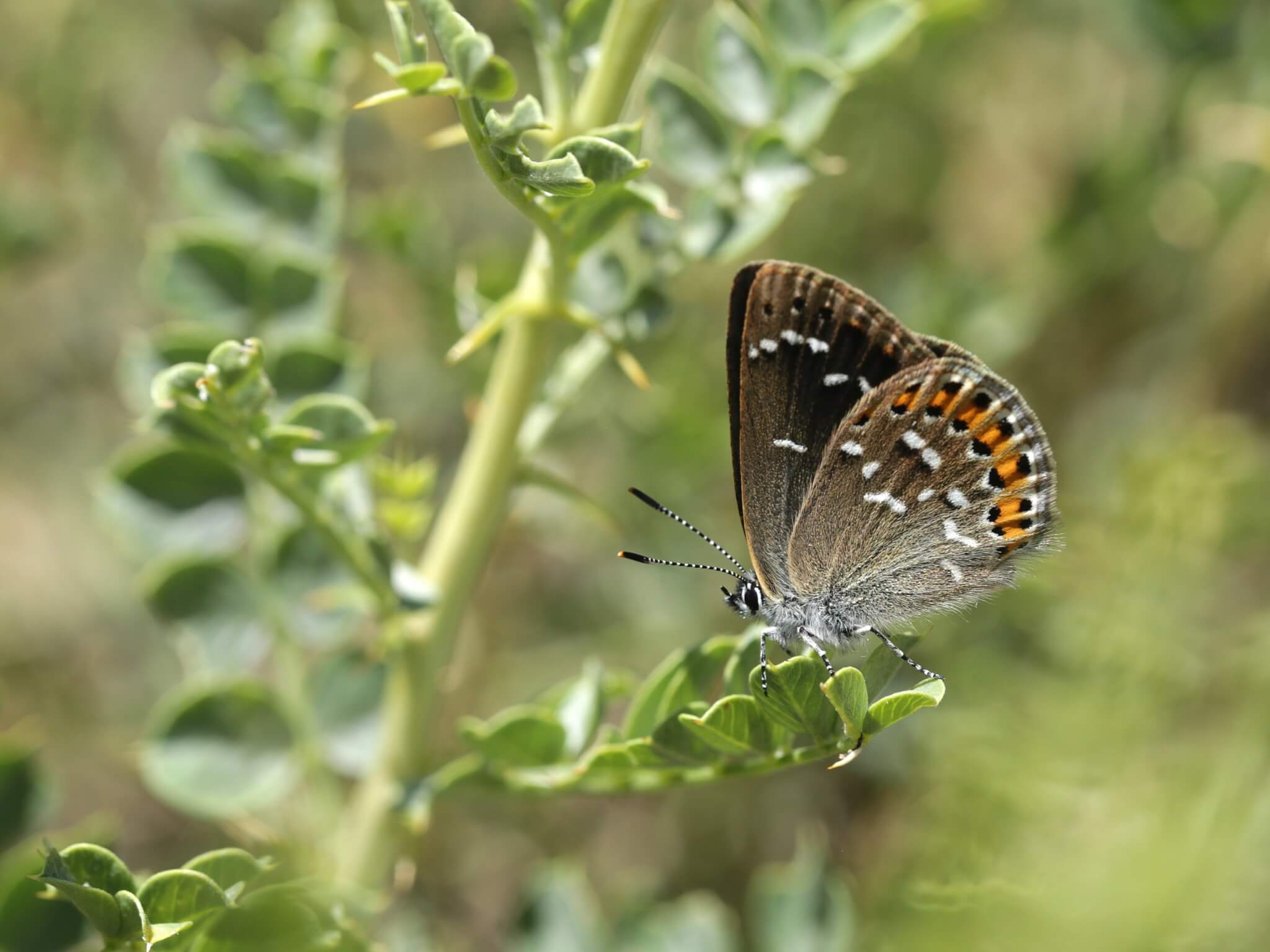 Scientific expedition in Mongolia: new butterfly discoveries and ...