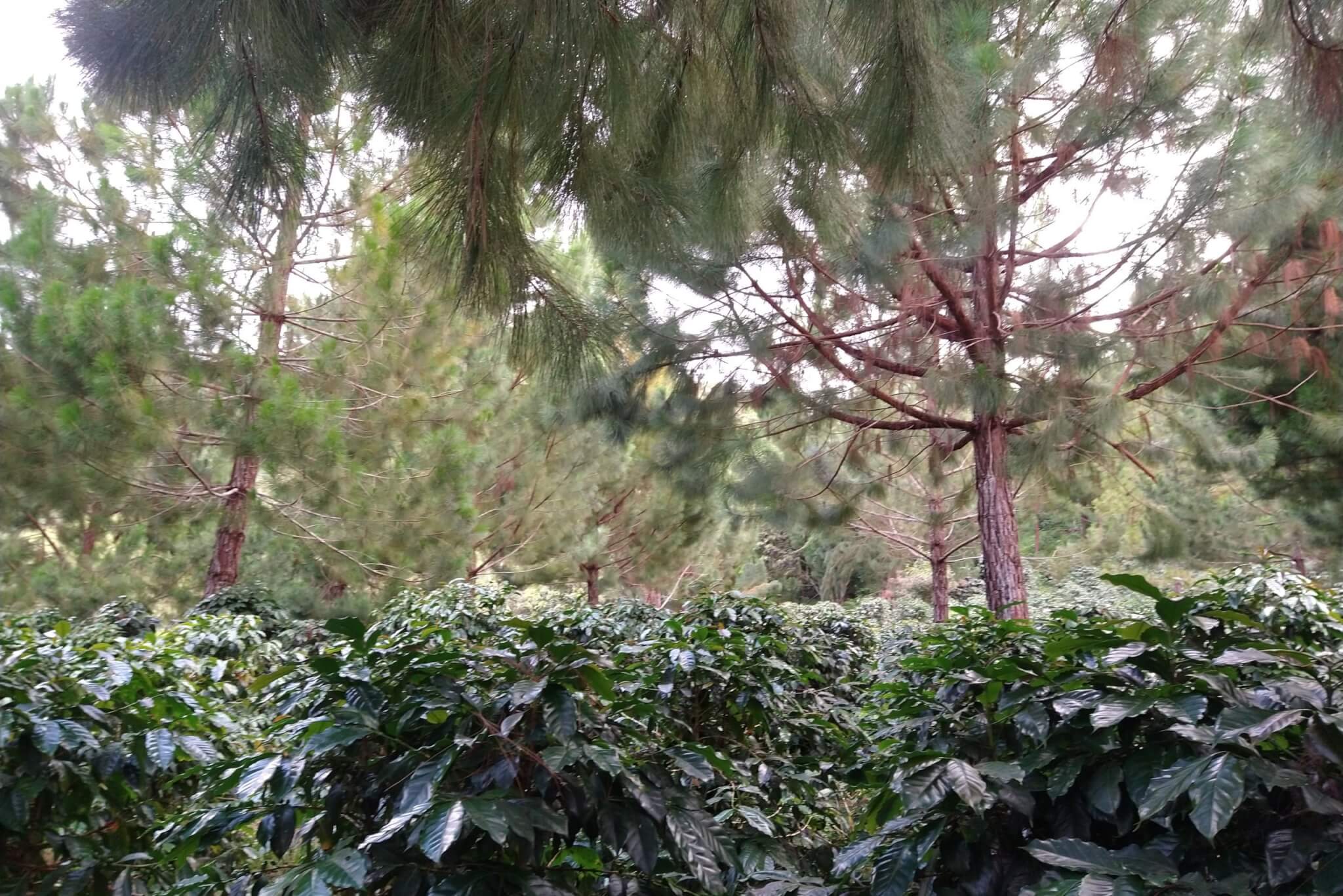 Landsharing: can agroforestry enhance biodiversity? - Mendelova ...