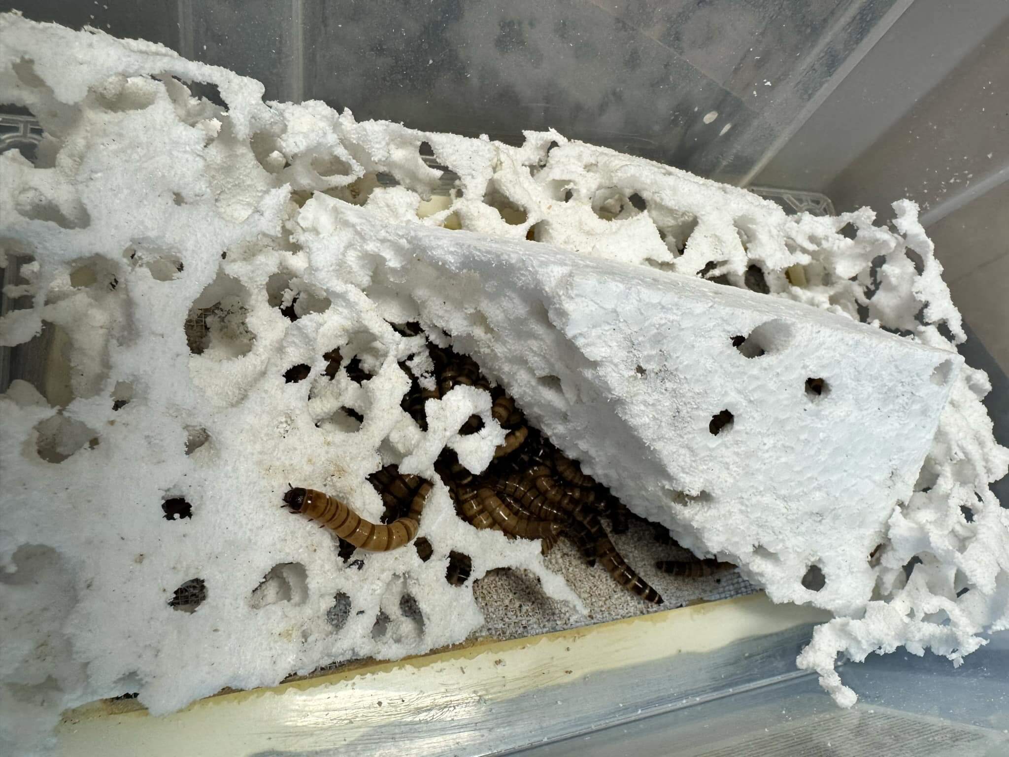 Superworms under the microscope: Scientists at the Faculty of ...